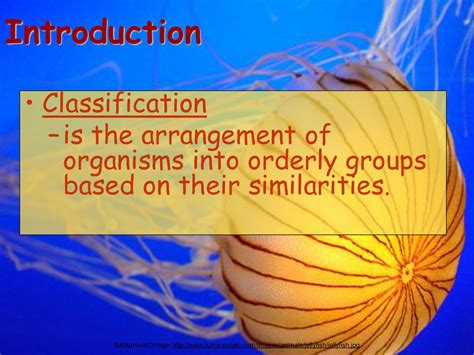 classification background image ppt download