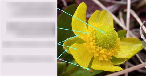 Diagram Of Flower Parts Quizlet
