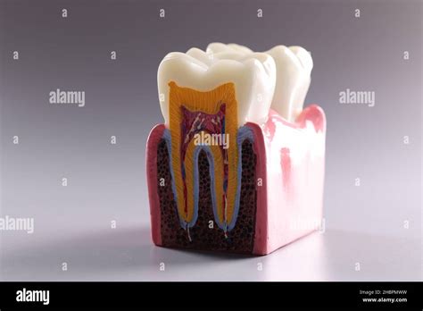 Close Up Of Mock Tooth In Section Educational Model Of Tooth Anatomy Of Human Oral Tooth