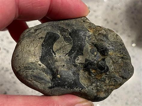 Fossilized Sponge Friend Found In Puget Sound Olympia Wa R Fossilid