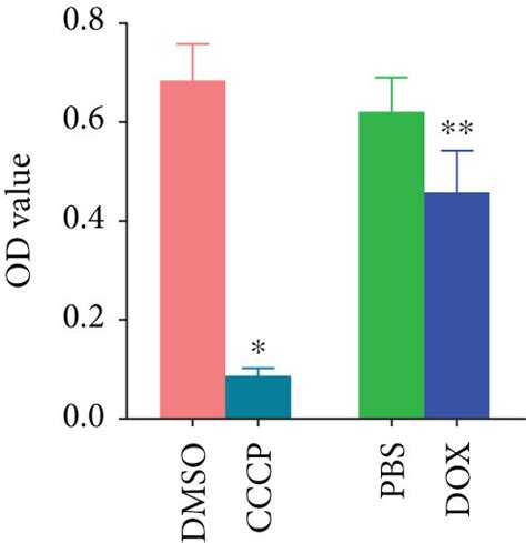 The Roles Of Mitophagy Played In Rosi Induced Nsc Proliferation A