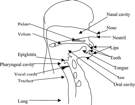 Schematic View Of Human Speech Production Mechanism Download Scientific Diagram