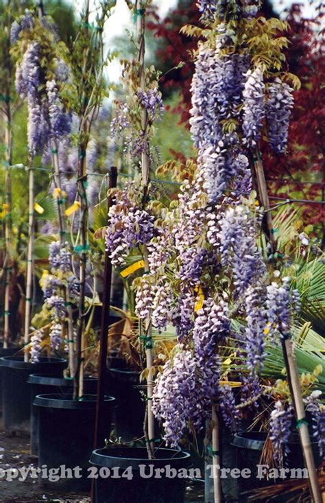 Wisteria Sinensis Blauwe Regen Prolific Wisteria Sinensis