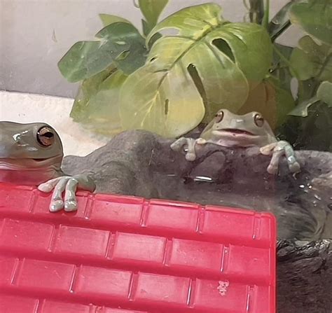 Turn The Frogs Into Memes Rfrogs