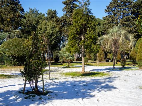Schnee Auf Einer Palme Und Auf Grünem Gras Winter in Batumi Winter Im Park Des Resorts
