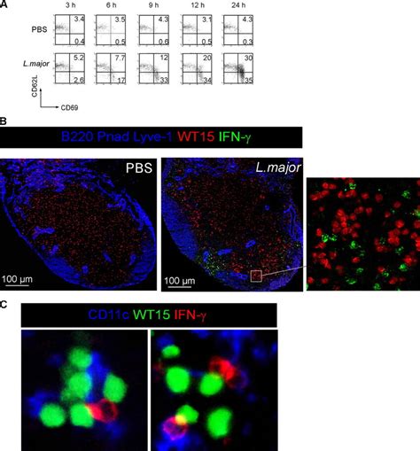 Distribution Of Nk Cells Ifn γsecreting Cells And Parasite Specific