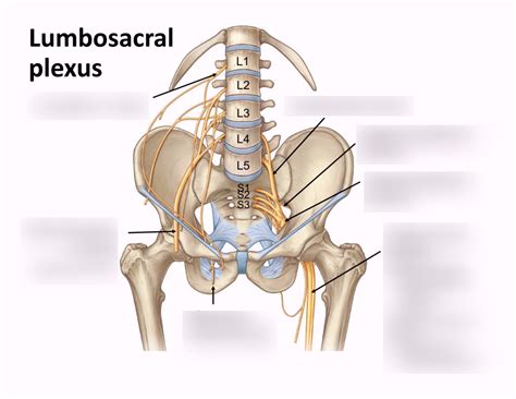 Mss Week 10 Lumbosacral Plexus Diagram Quizlet