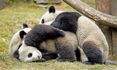 Giant Panda Cubs Playing