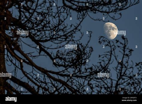 Pine Tree And Moon