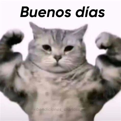 Bendiciones Diariass On Instagram Sabaduki Cat Memes Silly Cats