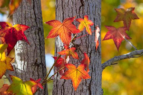 Deciduous Trees Shrubs And Vines 26 Examples