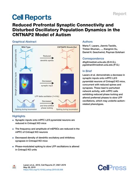 Pdf Reduced Prefrontal Synaptic Connectivity And Disturbed Oscillatory Population Dynamics In