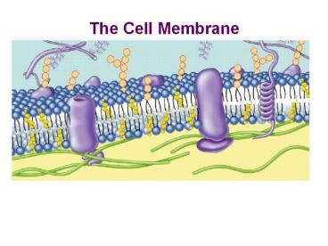 The Cell Membrane Presentation Free To View