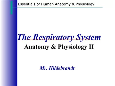 Respiratory System Notes Ppt
