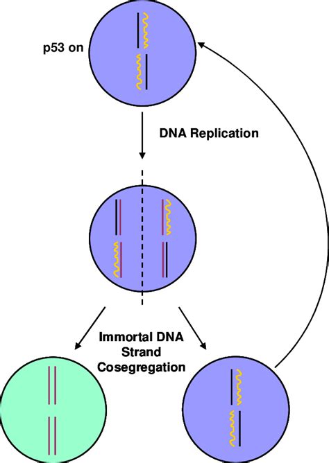 7 Mouse Embryo Fibroblast Cells Under P53 Inducing Conditions Exhibit Download Scientific Diagram