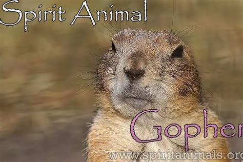 Exploring The Spiritual Meaning Of Gopher Unveiling Hidden Symbolism Exploring The Spiritual Meaning Of Gopher Unveiling Hidden Symbolism