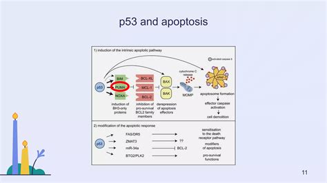 Apoptosis The Intrinsic Pathway Pptx Genetics Science