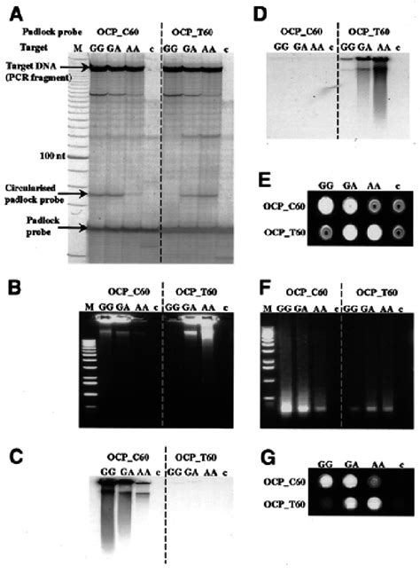 Rca And Signal Detection Ocp C60 And Ocp T60 Are The Allele Specific Download Scientific