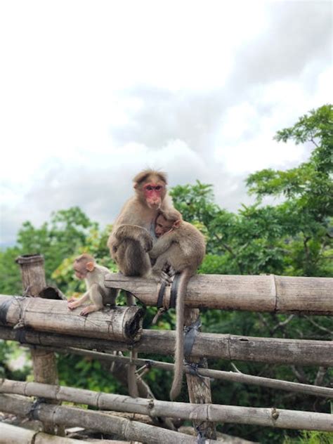 4k 바탕화면 관념적인 그래픽 꽃 나뭇잎 디자인 모양 바탕화면 삽화 색깔 선인장 식물군 실내 식물 예술 예술적인 용설란 우아한 이파리 자연