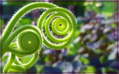 Fibonacci Spiral Fern Coffs Harbour Public School Blog Sacred Geometry Fibonacci Spiral