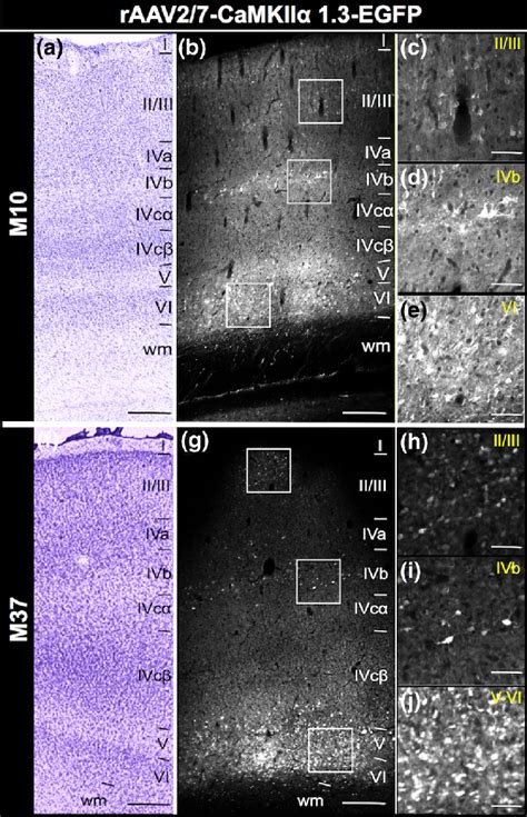 Transduction Patterns In V1 For Raav27 Camkiiα13 A And F