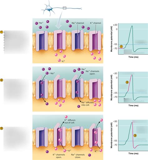 Steps Of Action Potential Diagram Quizlet