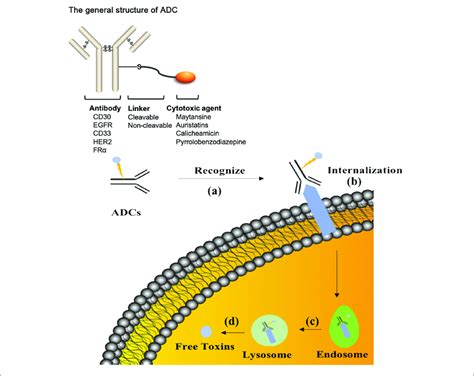 The Process Of ADCs Exerting Activity A ADCs Specifically Download Scientific Diagram