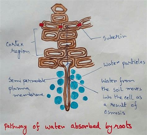 Water Movement Up A Plant Absorption Of Water By Roots