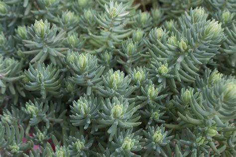 Sedum Care Guide How To Grow Sedum For Stunning Greenery