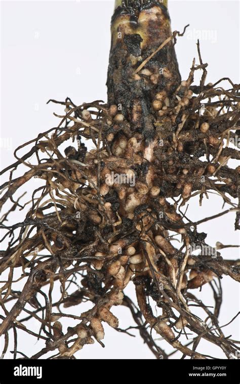 Root Nodules For Nitrogen Fixation Formed By Rhizobium Bacteria On The