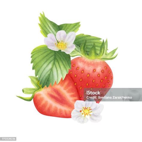 흰색 바탕에 잘 익은 딸기의 구성입니다 수채화 손으로 그린 그림입니다 광고 포장 메뉴 초대장 명함 엽서 인쇄 0명에 대한 스톡 벡터 아트 및 기타 이미지 Istock