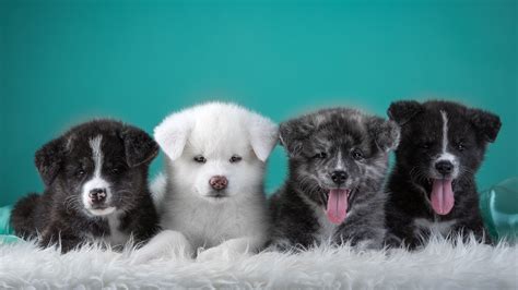 4k Puppies Wallpapers Wallpaper Cave