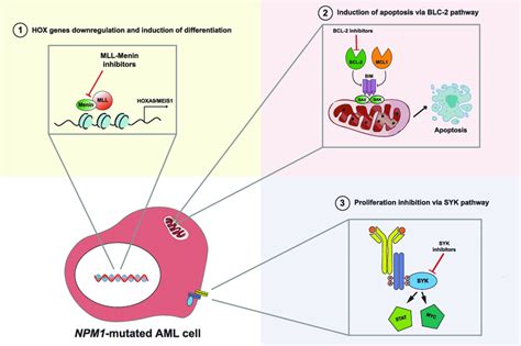 Other Approaches To Target Npm1 Mutated Aml Npm1 Mutated Aml Can Be Download Scientific