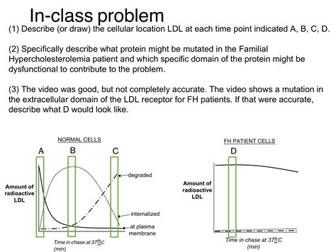 Solved In Class Problem 1 Describe Or Draw The Cellular