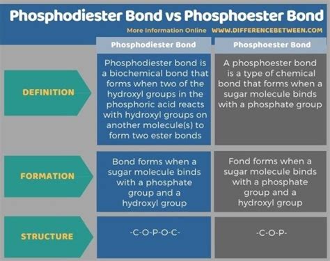 Difference Between Phosphodiester Bond And Phosphoester Bond