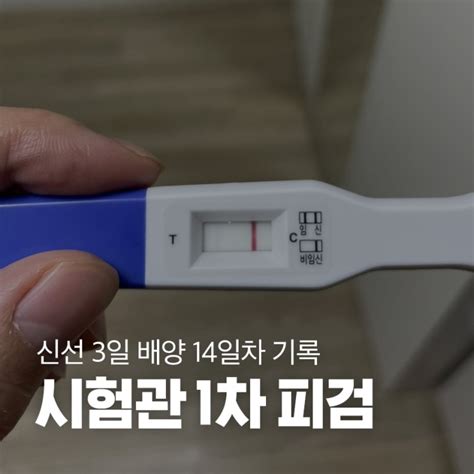 시험관 1차 신선 3일 배양 1차 피검 수치 상봉 마리아 네이버 블로그