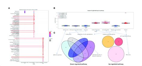 Significant Pathways A Significant Pathways For Differentially Download Scientific Diagram