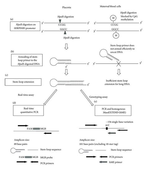 Schematic Diagram Of The Stem Loop Assay Design Targeting The Download Scientific Diagram