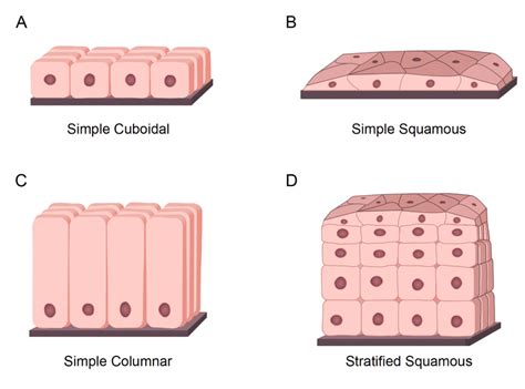 Epithelial Tissue Characteristics And Classification Scheme And Types My Xxx Hot Girl