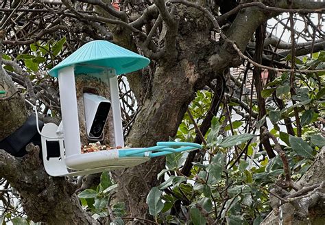 Review Of The Netvue Birdfy Smart Bird Feeder Camera Life With Jo