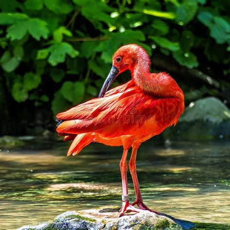 The Scarlet Ibis Eudocimus Ruber Is A Species Of Ibis In The Bird