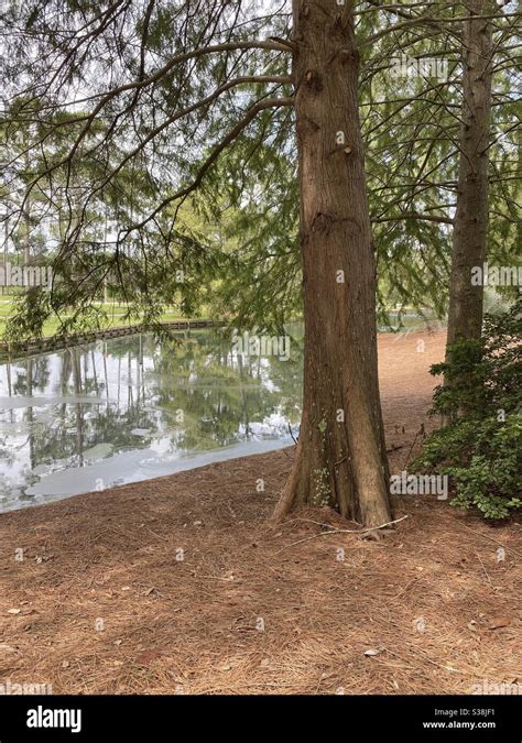 Trees Around Pond Hi Res Stock Photography And Images Alamy