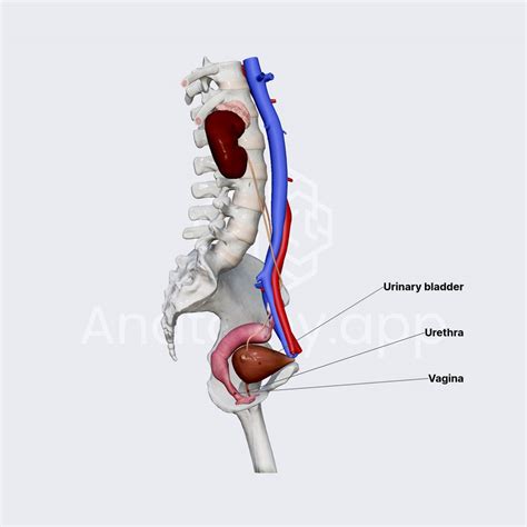 Ureter Anatomy Female Female External Urethral Sphincter E Anatomy