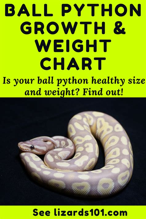Ball Python Growth Rate Chart My Xxx Hot Girl