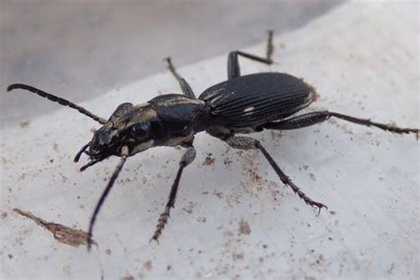 Subspecies Anthia Limbata Kolbei · Inaturalist