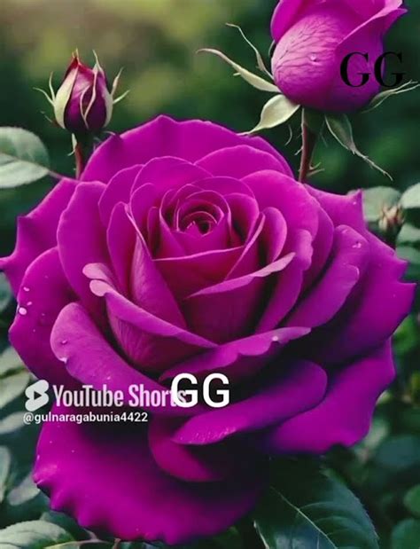 ჩემი მიქსი ვარდები Youtube