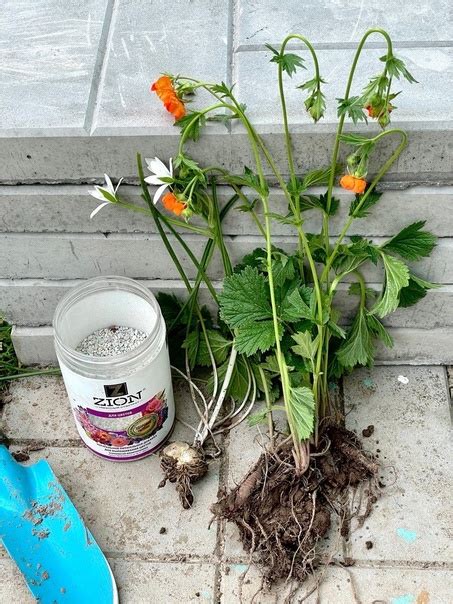 Птичье молоко или молочная звезда… Все это названия не сливочного десерта а неприхотливого