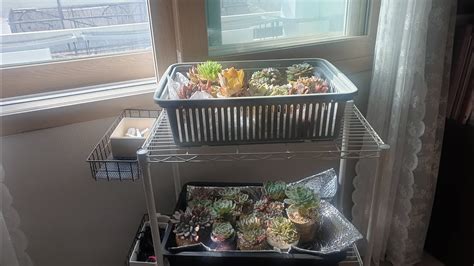 다육이🪴걸이대 🌸노숙 준비🌸 Youtube