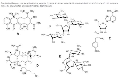 Solved The Following MRNA Sequence Is Taken From The Middle Chegg Com