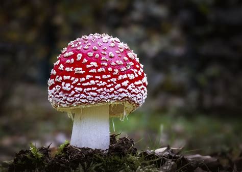 버섯 비행 Agaric 독성 야생 Pixabay의 무료 사진 Pixabay